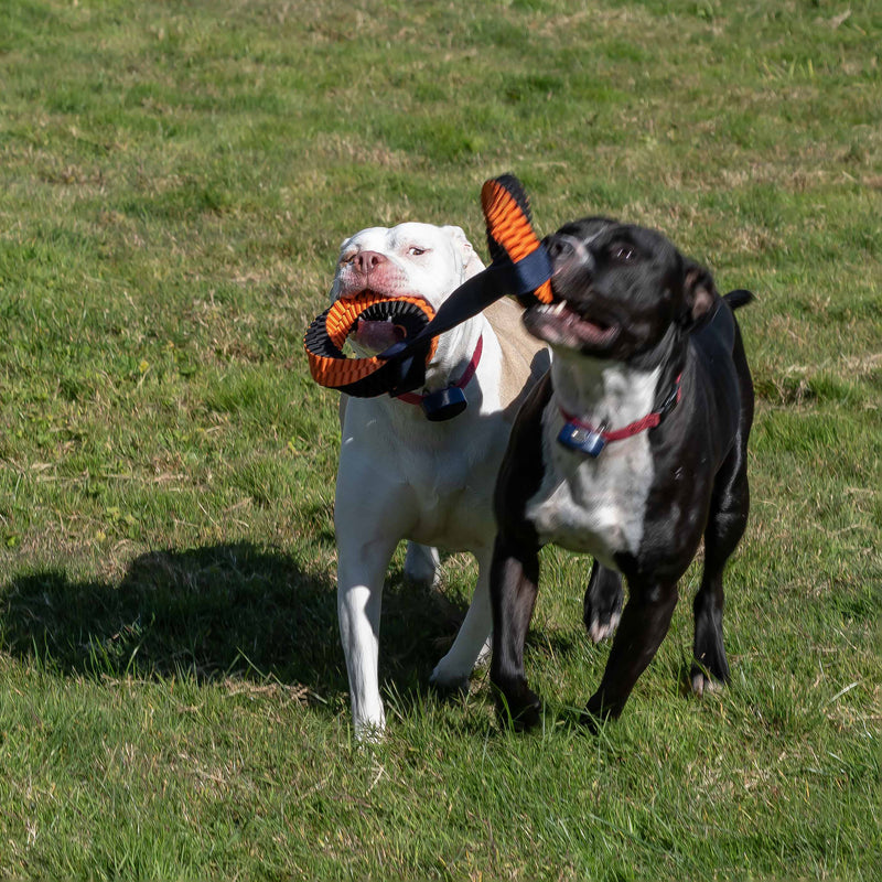 MAD Dog Tug of War – Nicole Brayden Gifts